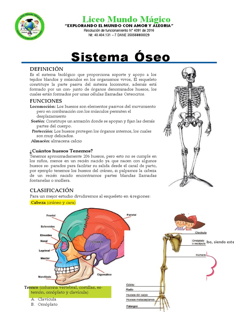 Sistema óseo Para Niños Para Cuarto De Primaria Pdf Esqueleto