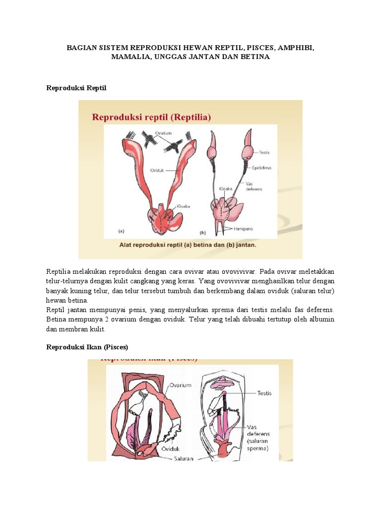 Bagian Sistem Reproduksi Hewan Reptil | PDF