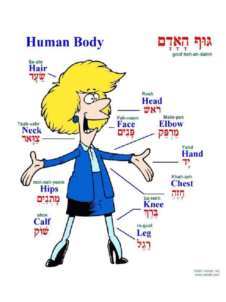 Body Parts Hebrew | PDF
