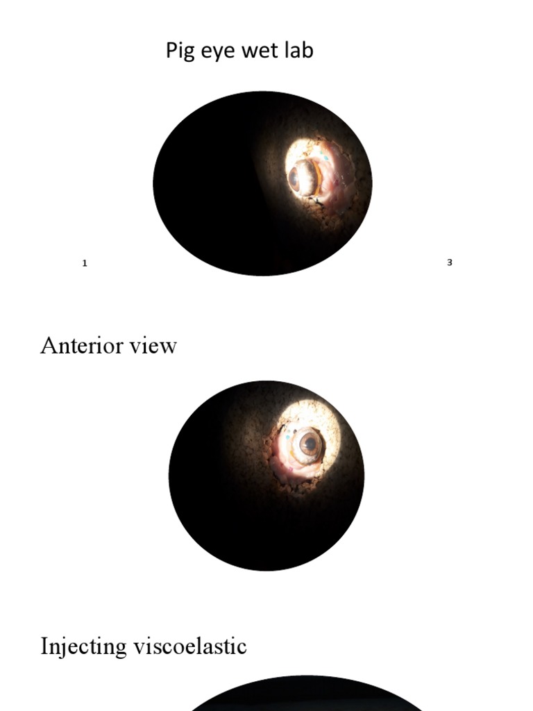 Pig Eye Wet Lab | PDF