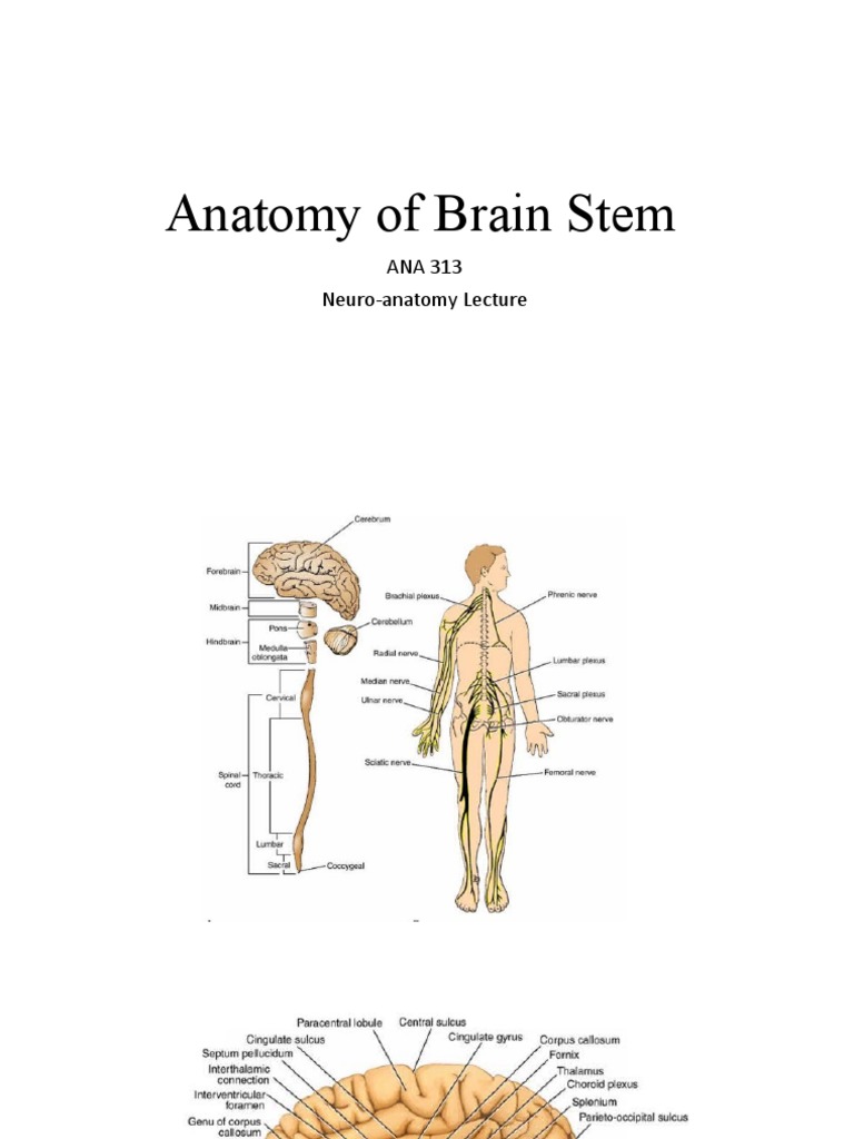 Anatomy of Brain Stem: ANA 313 Neuro-Anatomy Lecture | PDF | Brainstem ...