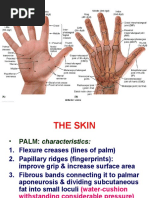 Palmar Hand Anatomy Overview | PDF | Hand | Musculoskeletal System