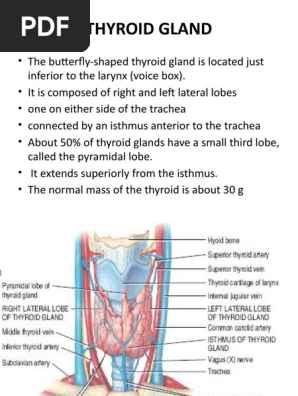 Thyroid Gland Anatomy Ppt Untitled