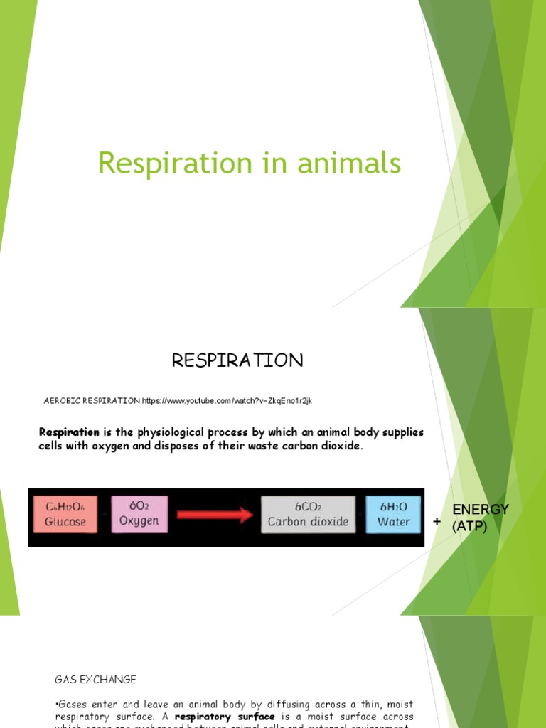 Animal Respiration: Gas Exchange Methods | PDF | Gill | Invertebrate