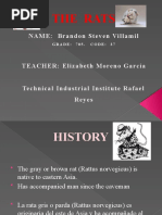 Rodent Skull Identification Guide | PDF | Tooth | Rodent