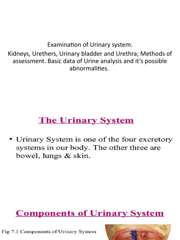 Examination of Renal System | PDF | Kidney | Urinary Incontinence