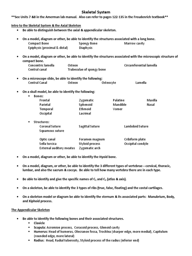 Overview of the Skeletal System | PDF | Limbs (Anatomy) | Human Anatomy