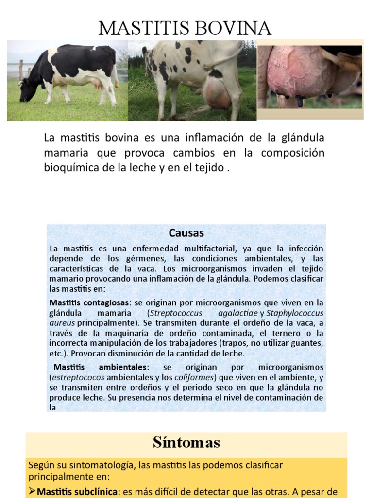 Mastitis Bovina | PDF | Leche | Vacas
