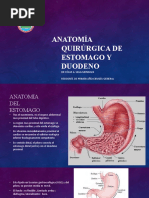 ESÒFAGO (Anatomía, Embriología, Histología y Fisiología) | PDF ...