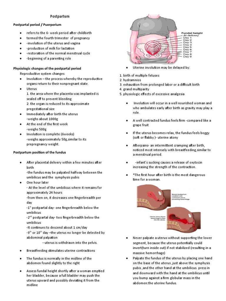 Postpartum: Postpartal Period / Puerperium | PDF | Urinary Incontinence ...