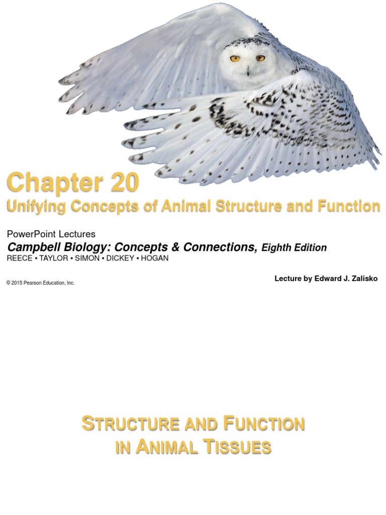 Animal Structure and Function | PDF | Epithelium | Tissue (Biology)