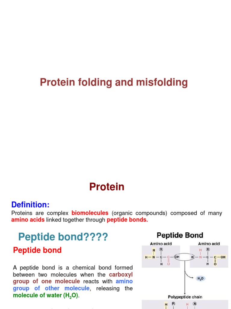 Protein Folding and Misfolding | PDF | Protein Folding | Beta Sheet