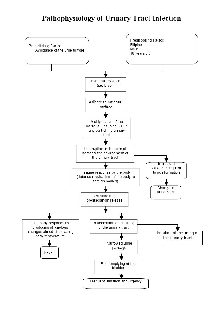 Urinary Tract Infection Pathophysiology Diagram