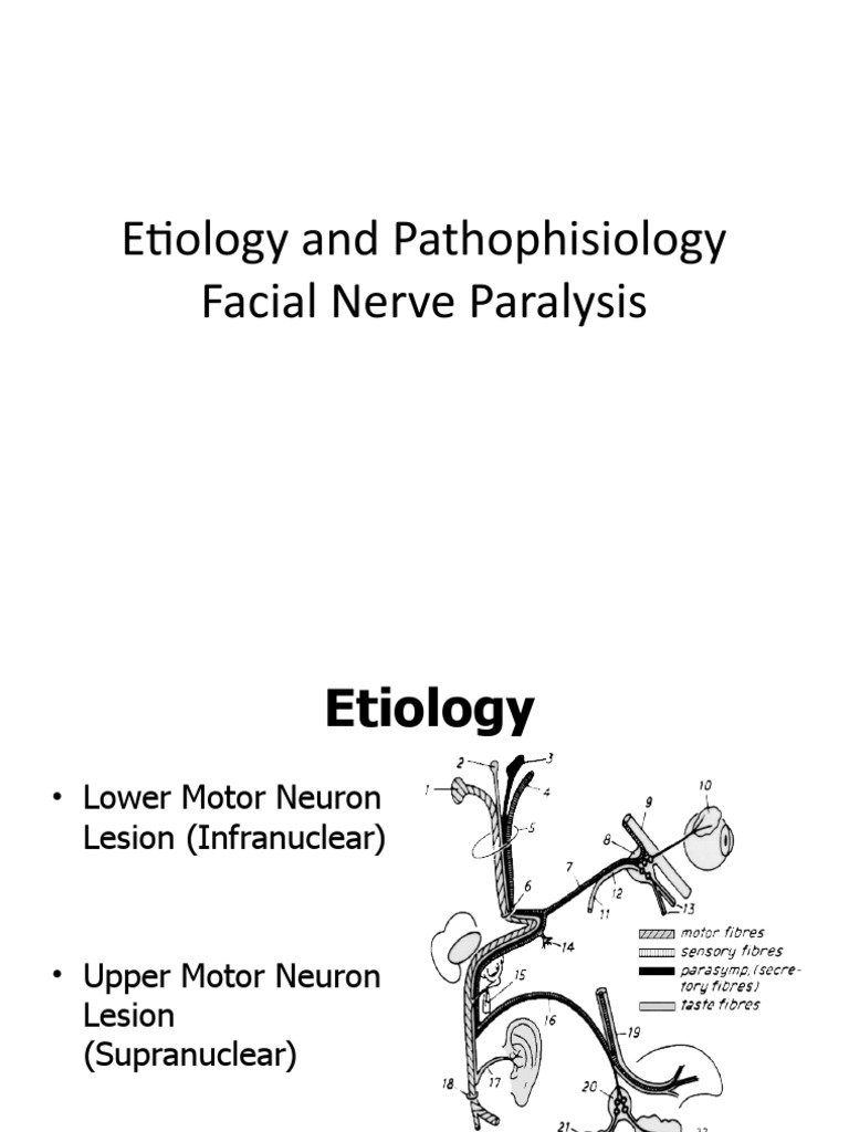 NO Etio and Patofis Parese n.VII | PDF