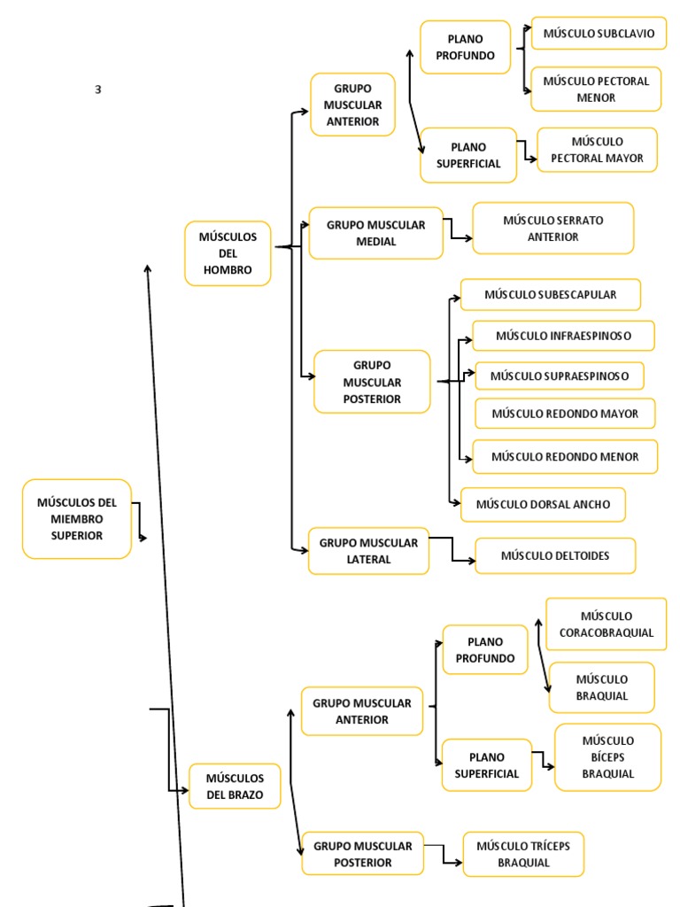 Cuadro Sinóptico de Los Miembros. | PDF | Articulaciones | Tejido suave