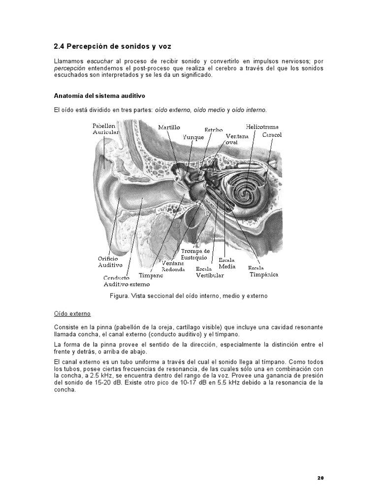 Anatomía y Teorías de la Audición | PDF | Oído | Sonido