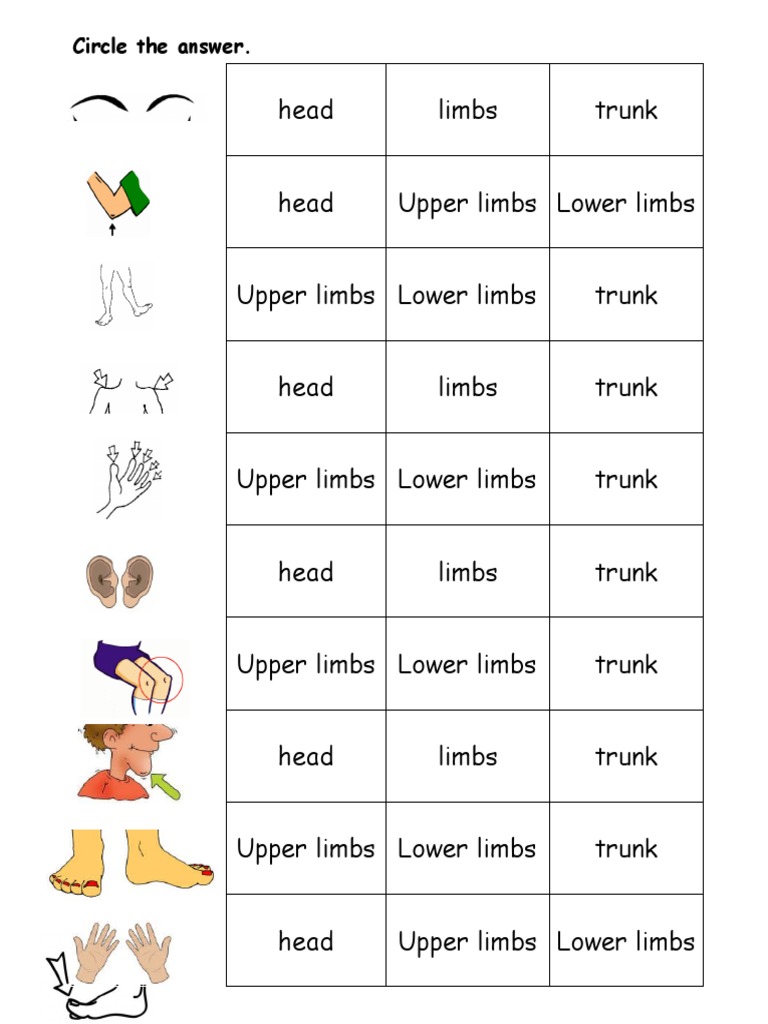 Head, Trunk, and Limbs Worksheet | PDF