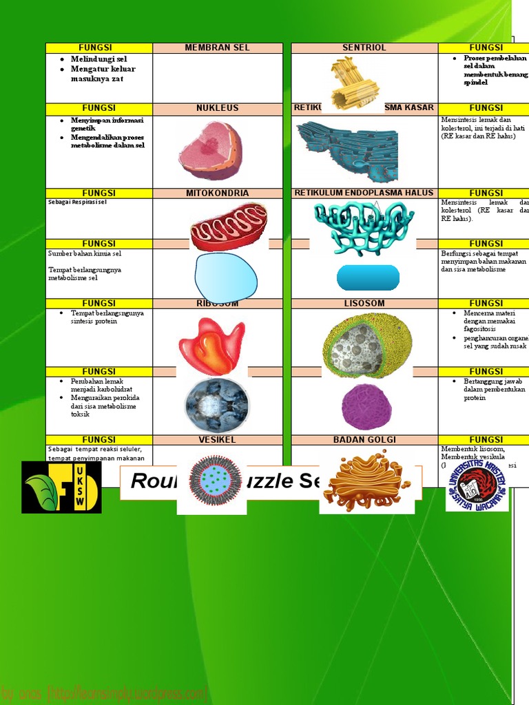 Sketsa Puzzle Hewan | PDF | Sains & Matematika