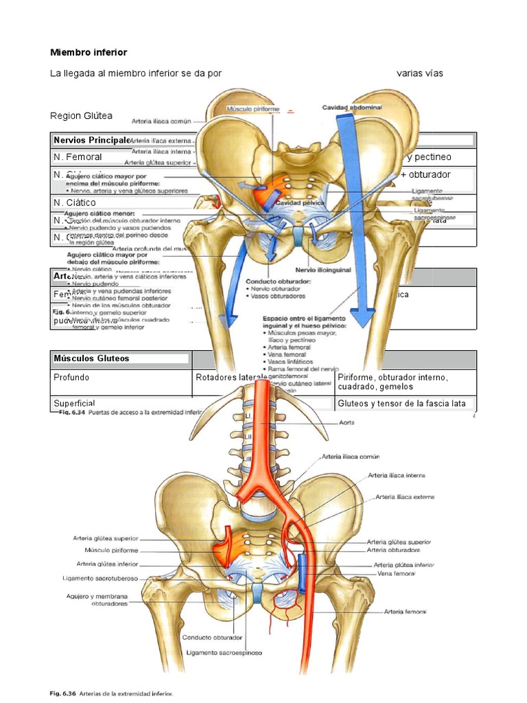 Anatomia Del Miembro Inferior | PDF | Pierna humana | Tejido suave