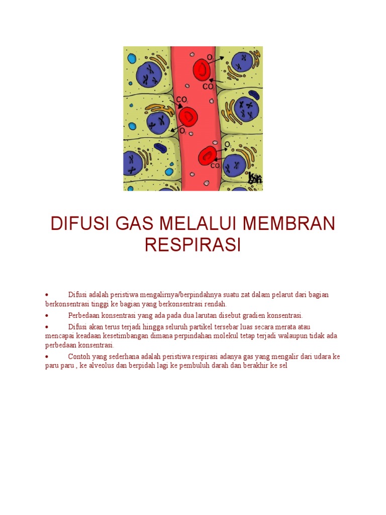 Difusi Gas Melalui Membran Respirasi | PDF | Sains & Matematika