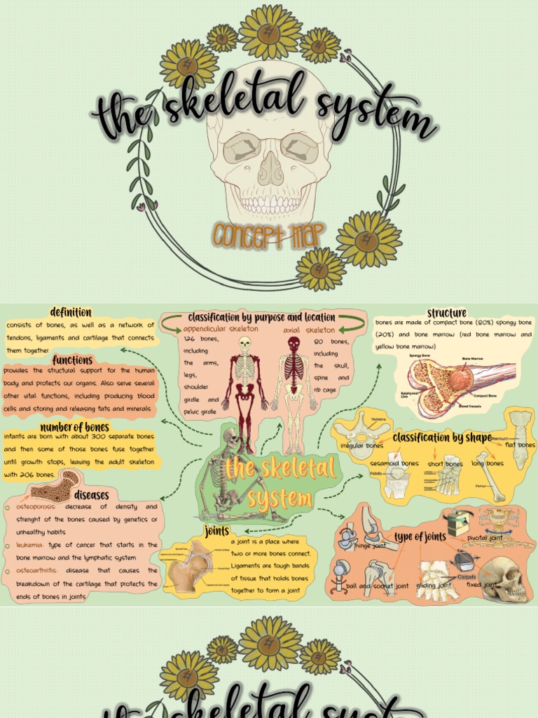Skeletal System Concept Map | PDF | Skeleton | Bone