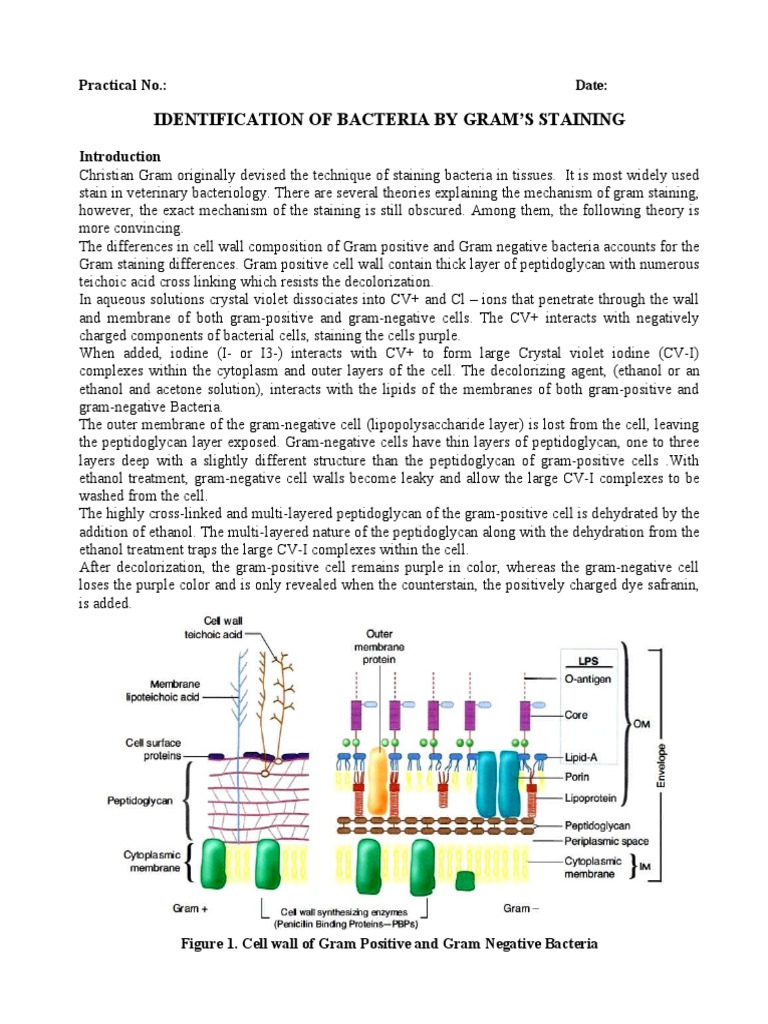 Identification of Bacteria by Gram'S Staining: Practical No. | PDF ...