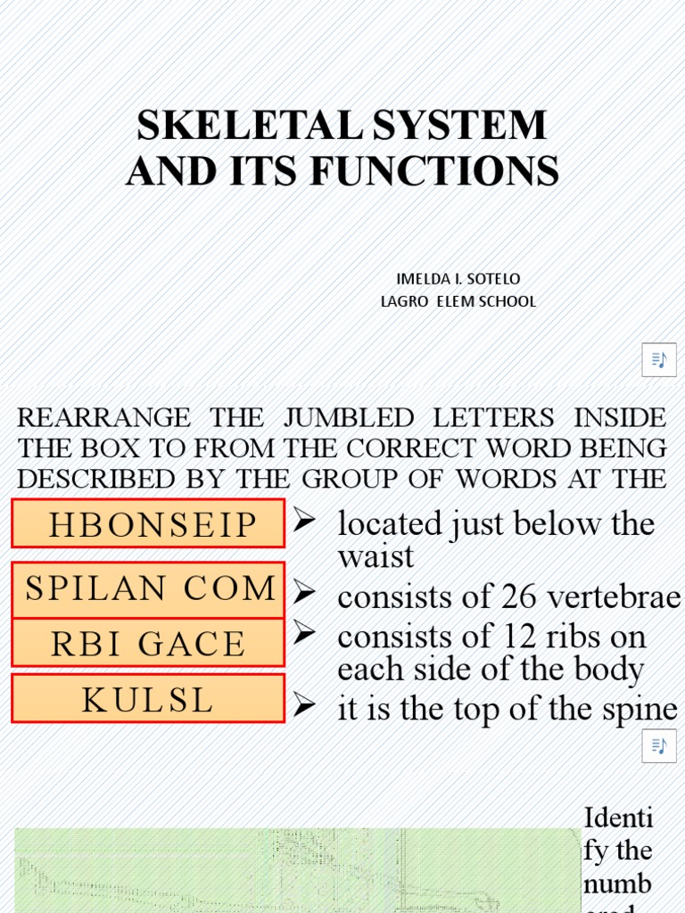 The Functions and Components of the Human Skeletal System | PDF