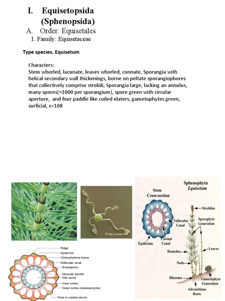 I. Equisetopsida (Sphenopsida) : A. Order: Equisetales | PDF