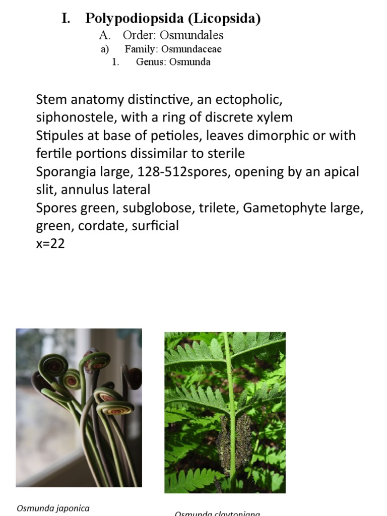 I. Polypodiopsida (Licopsida) : A. Order: Osmundales | PDF | Fern | Leaf