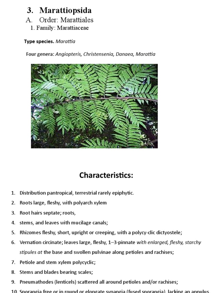 Marattiopsida: A. Order: Marattiales | PDF