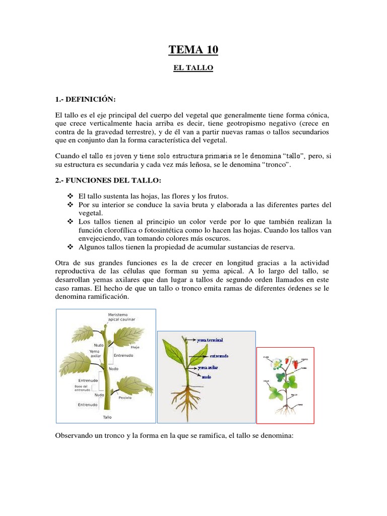 Tipos y funciones del tallo en plantas | PDF | Tallo de la planta | Arboles