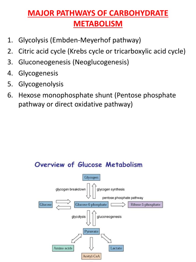 A Comprehensive Overview of the Major Pathways of Carbohydrate ...