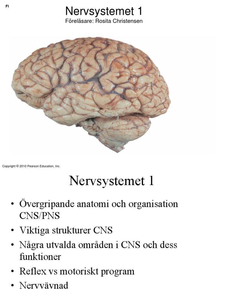 Nervsystem 1 VT 2017 | PDF | Chemical Synapse | Action Potential