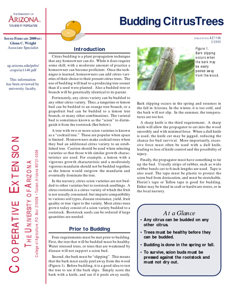 (Gardening) Budding Citrus Trees | PDF | Grafting | Citrus