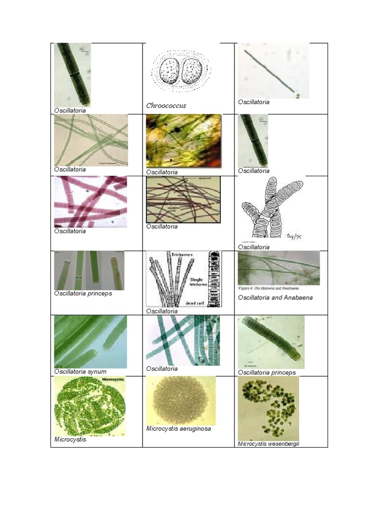 Taxonomic Classification and Morphological Characteristics of Common ...