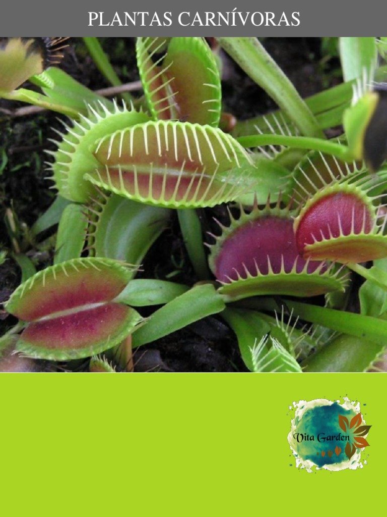 Cuidados y características de la Venus atrapamoscas | PDF | Plantas ...