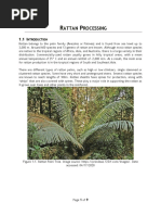 Available Bamboos in The Philippines | PDF | Bamboo | Plants