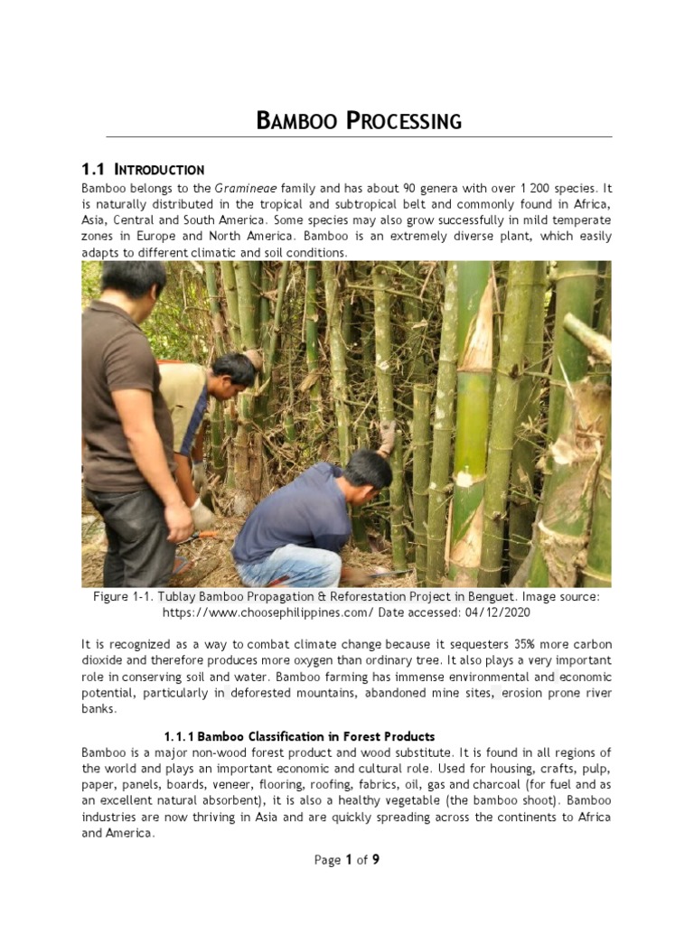 Amboo Rocessing: Ntroduction | PDF | Bamboo | Cutlery