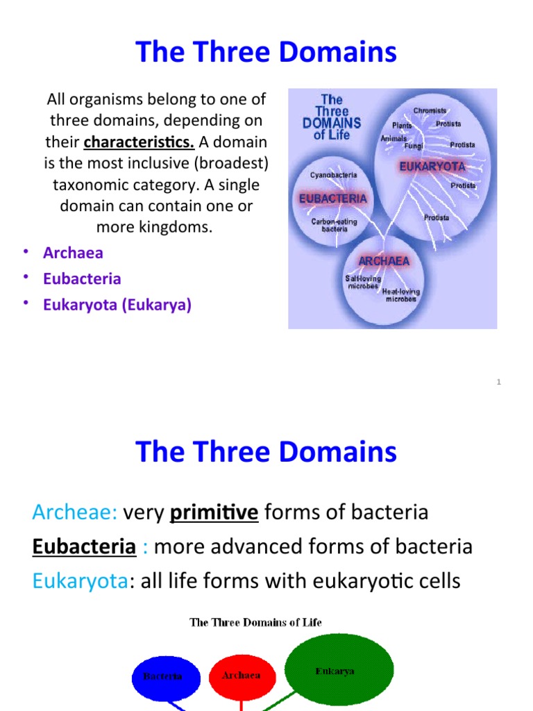 Domain Archaea Characteristics