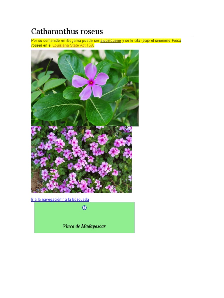 Catharanthus Roseus | PDF | Plantas | Botánica