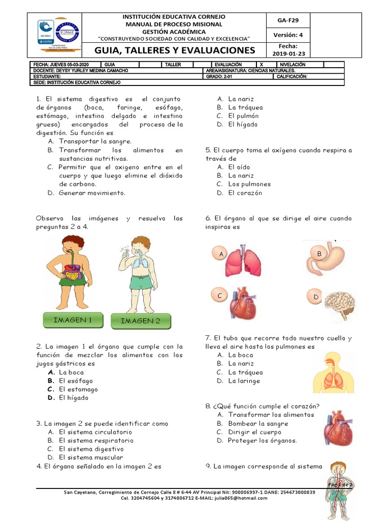 Evaluacion Sistemas El Cuerpo Humano | PDF | Pulmón | Sistema digestivo humano