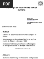 Respuesta Sexual Humana Según Johnson y Masters. Cambios Fisiologicos ...