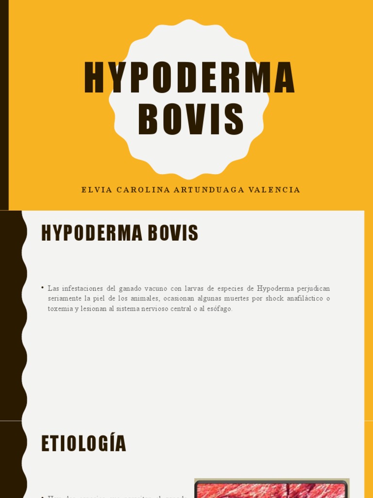 Hypoderma Bovis | PDF | Abdomen | Tórax