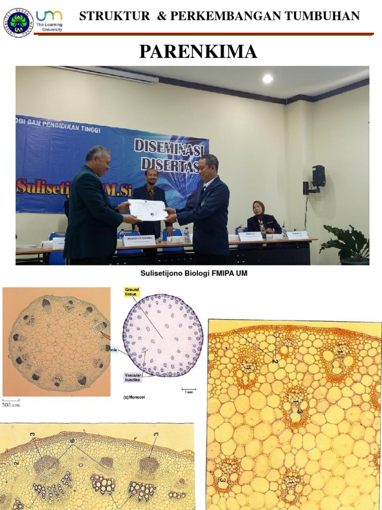 Parenkima SPT 1 Sulisetijono | PDF | Tissue (Biology) | Plant Stem