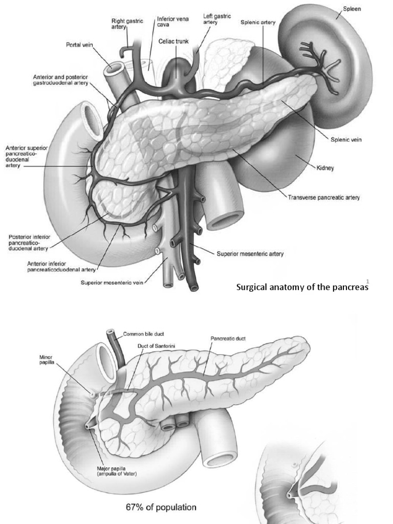 Pancreatic Diseases | PDF | Pancreas | Organ (Anatomy)