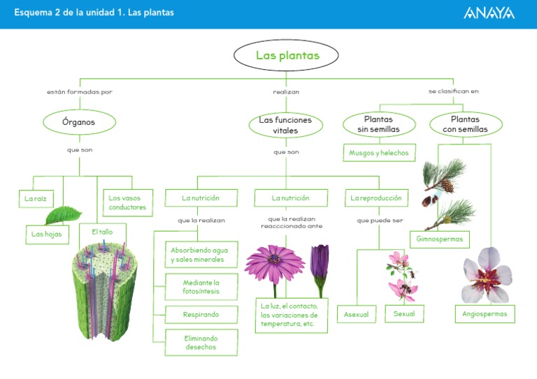 Esquema de La Unidad 1. Las Plantas | PDF
