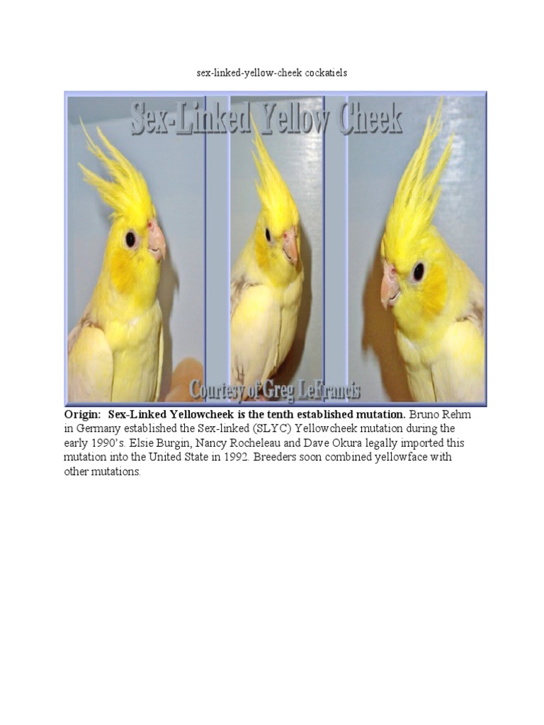 Cockatiel Breeding for Enthusiasts | PDF