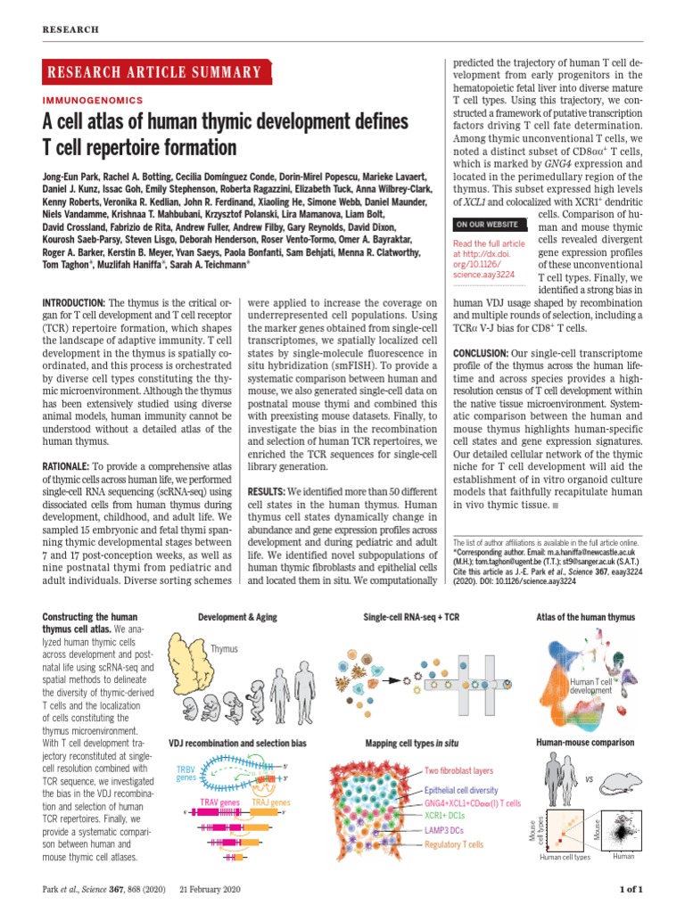 A Cell Atlas of Human Thymic Development Defines T Cell Repertoire ...