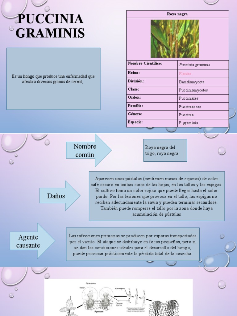 Puccinia Graminis | PDF | Hongo | Plantas