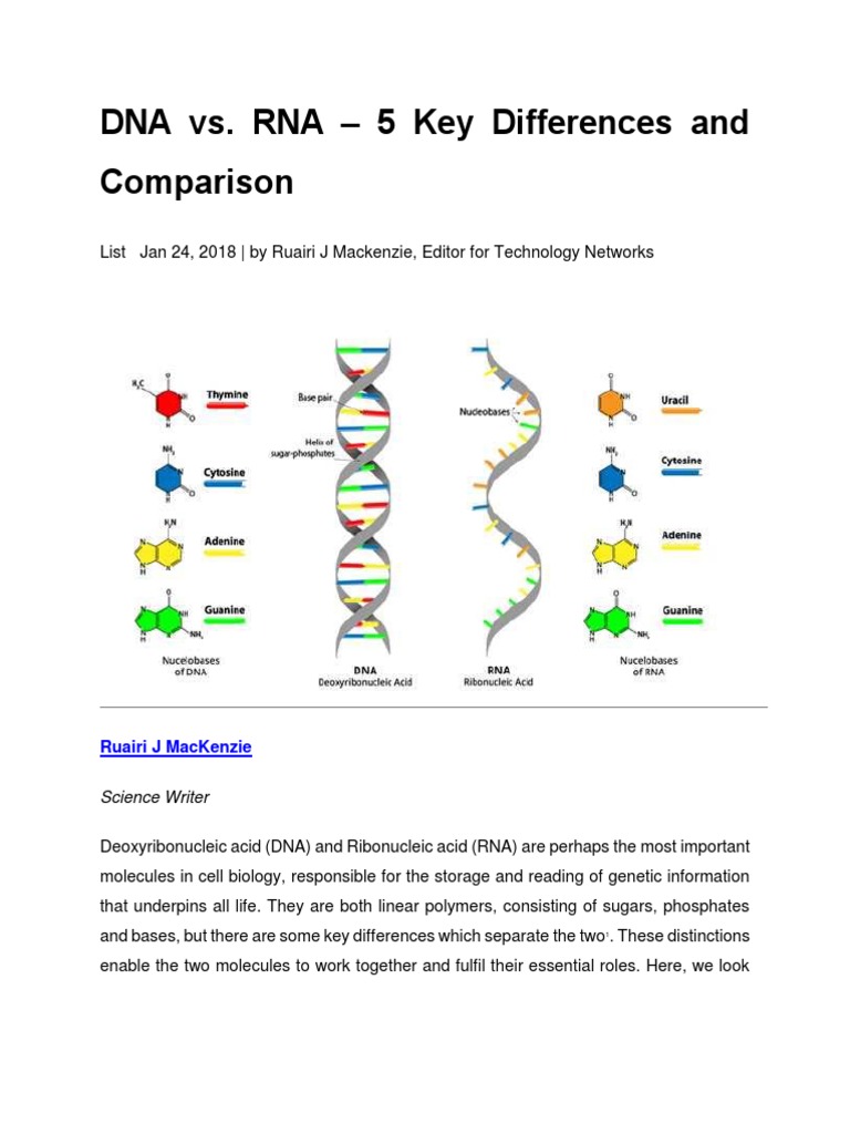 DNA vs. RNA 5 Key Differences and Comparison | PDF | Rna | Ribosome